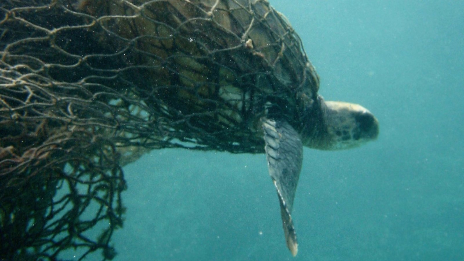 Threats to Manatees: Boat Collisions, Ghost Nets, and More Marine ...